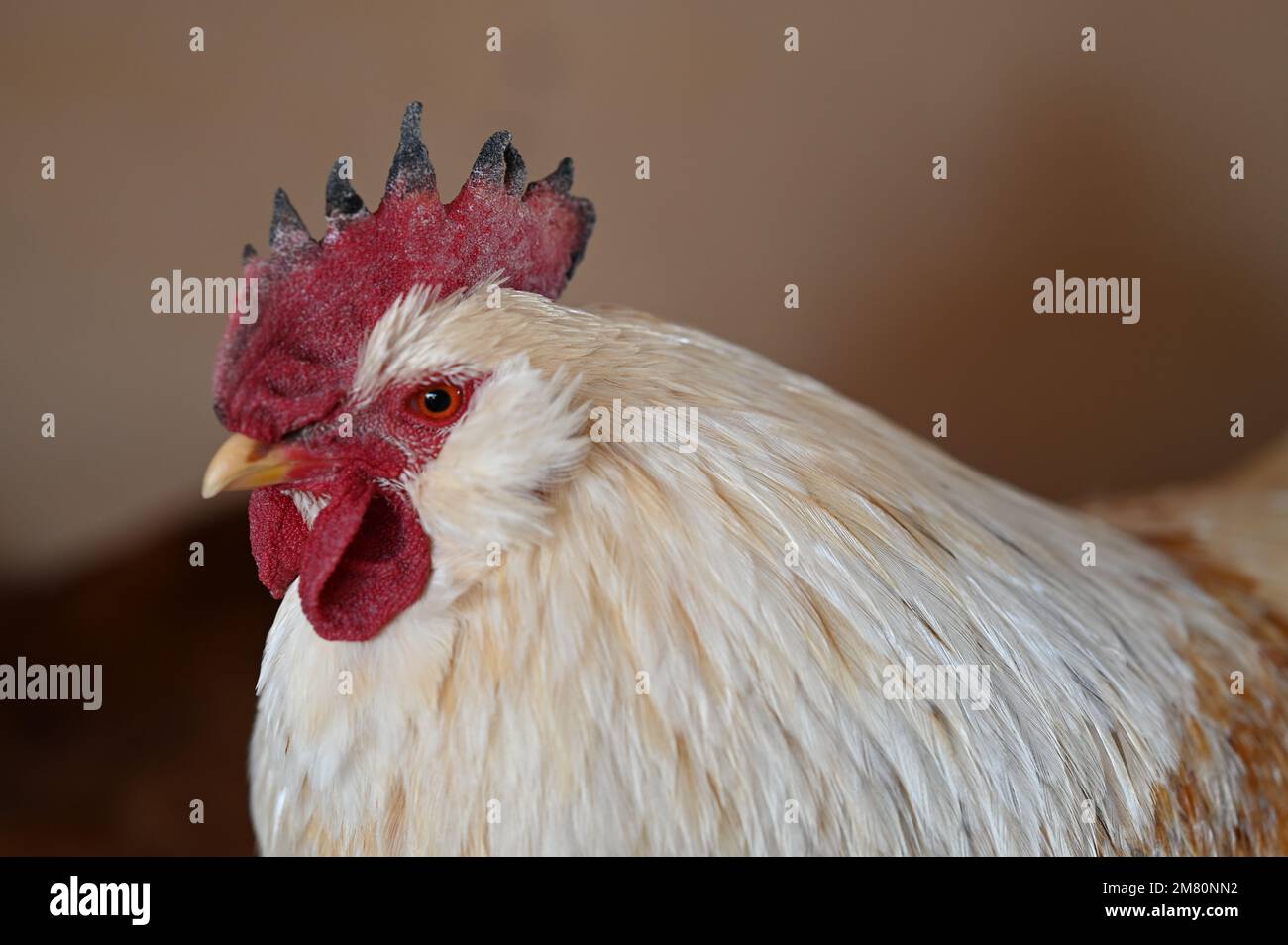 Close up rooster hi-res stock photography and images - Alamy