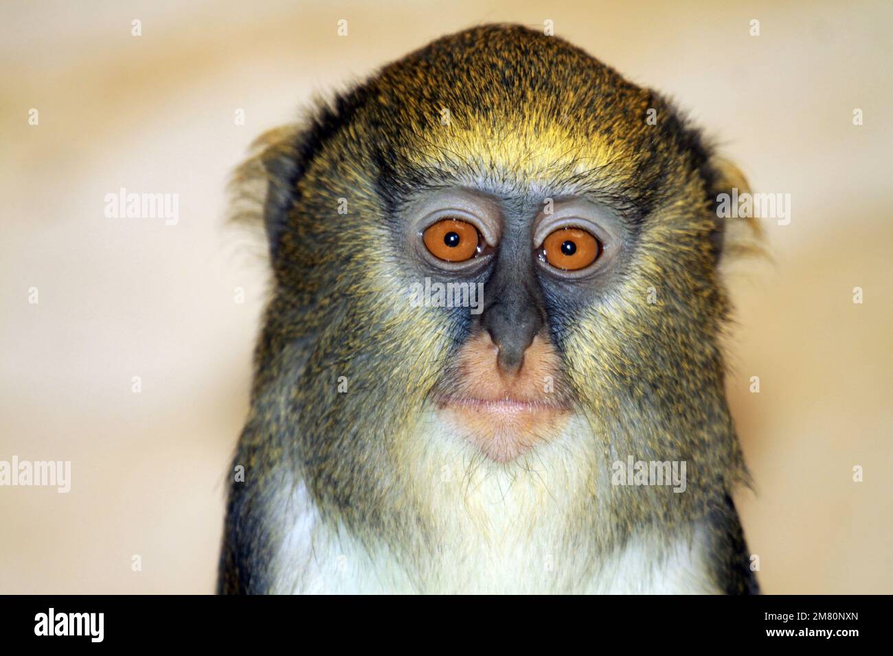 Lowe's mona monkey (Cercopithecus lowei) portrait Stock Photo - Alamy