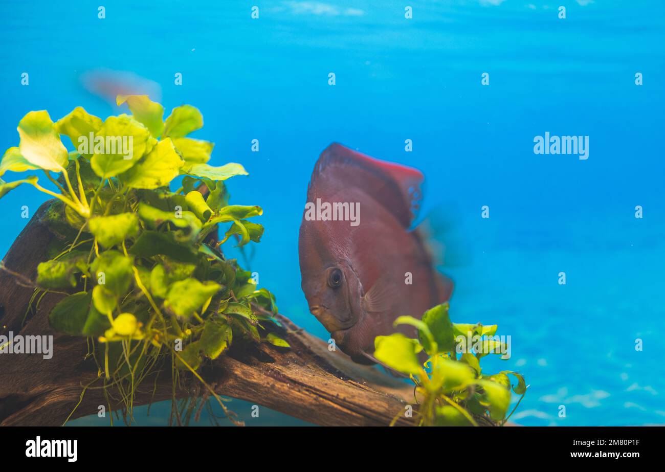 Beautiful view of Red Cover discus fish swimming in aquarium Stock ...