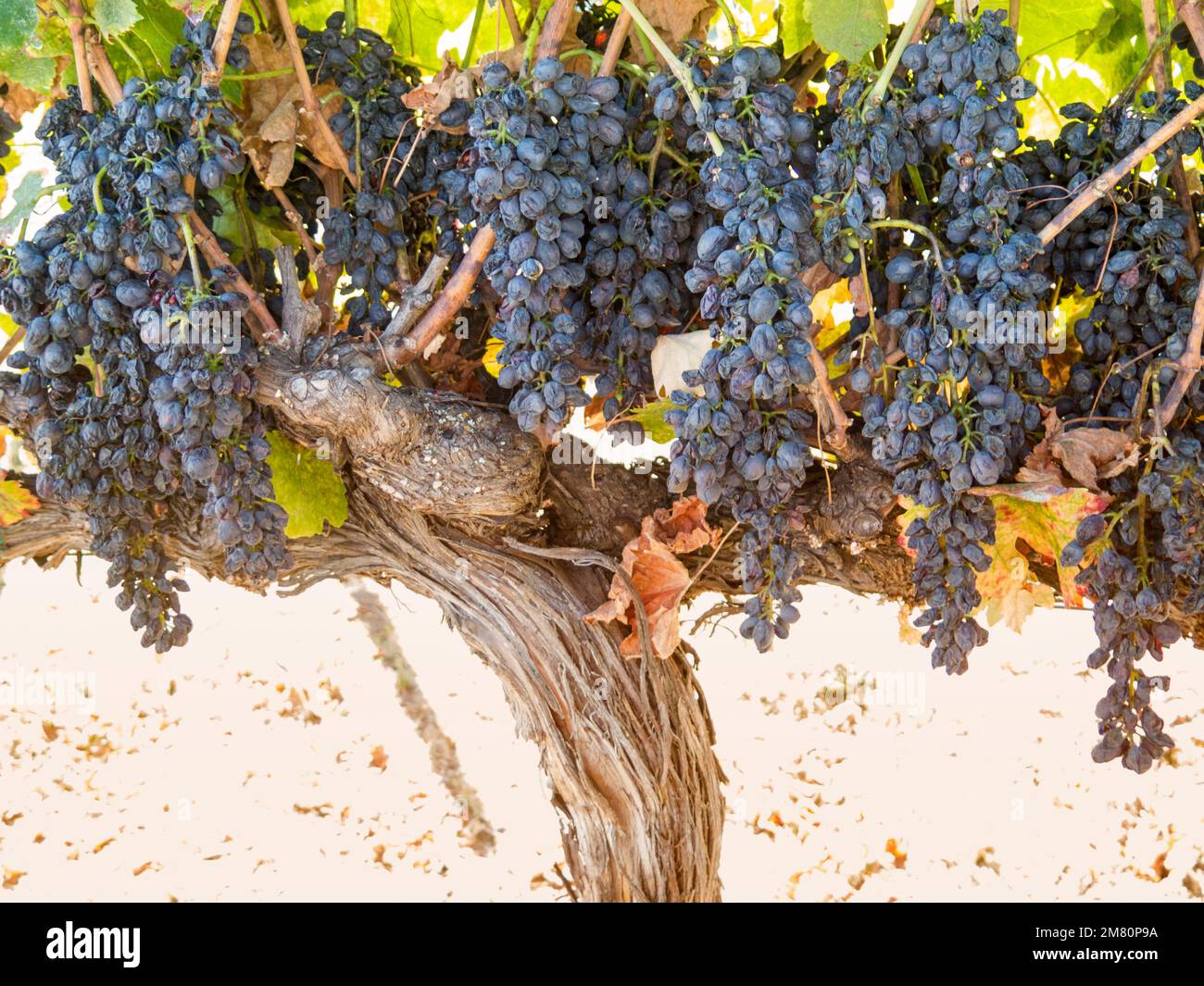 Syrah and wine hi-res stock photography and images - Alamy