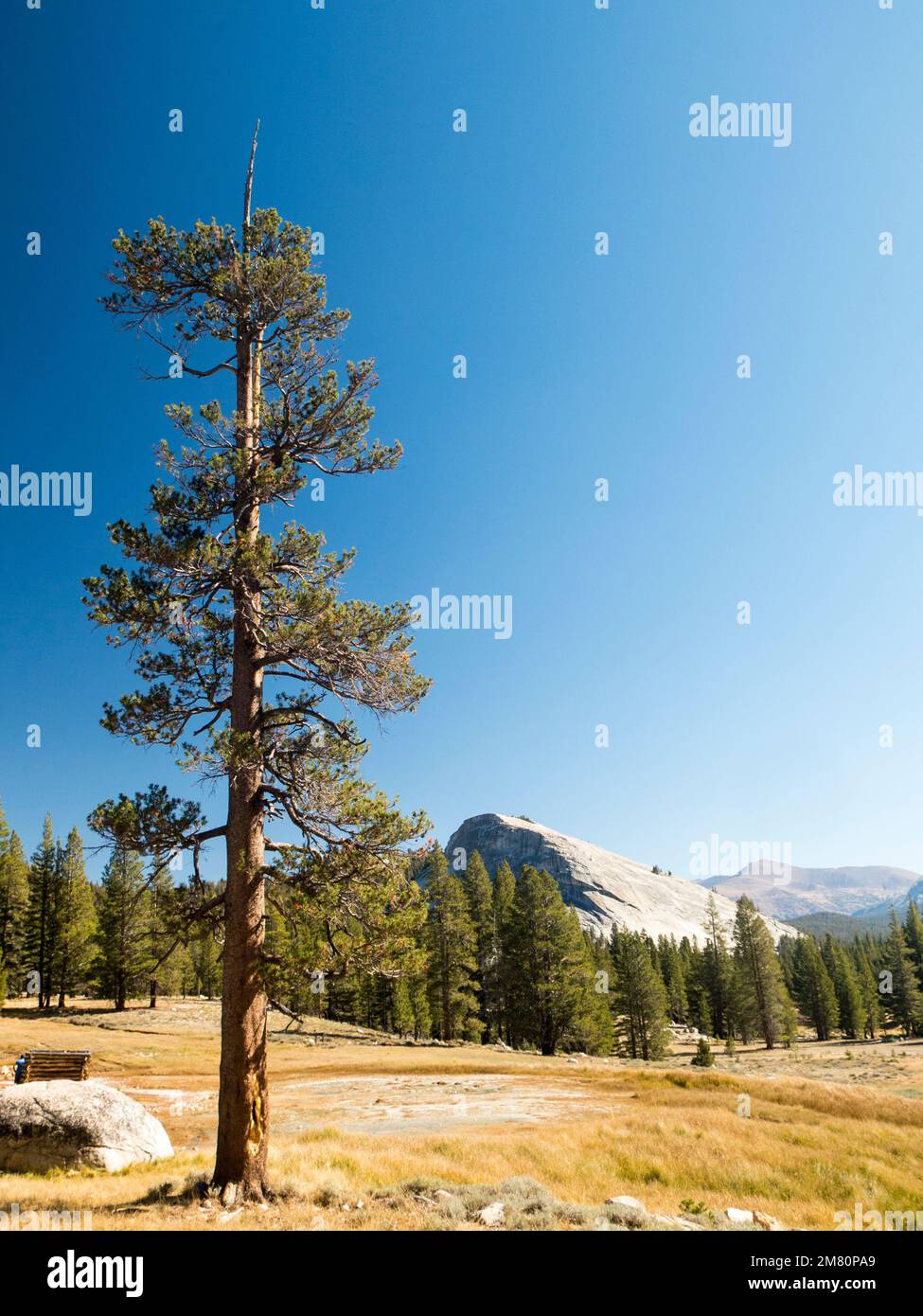Wawona meadows hi-res stock photography and images - Alamy