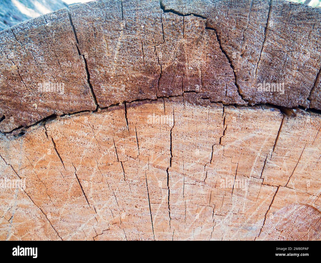 Redwood tree rings hi-res stock photography and images - Alamy