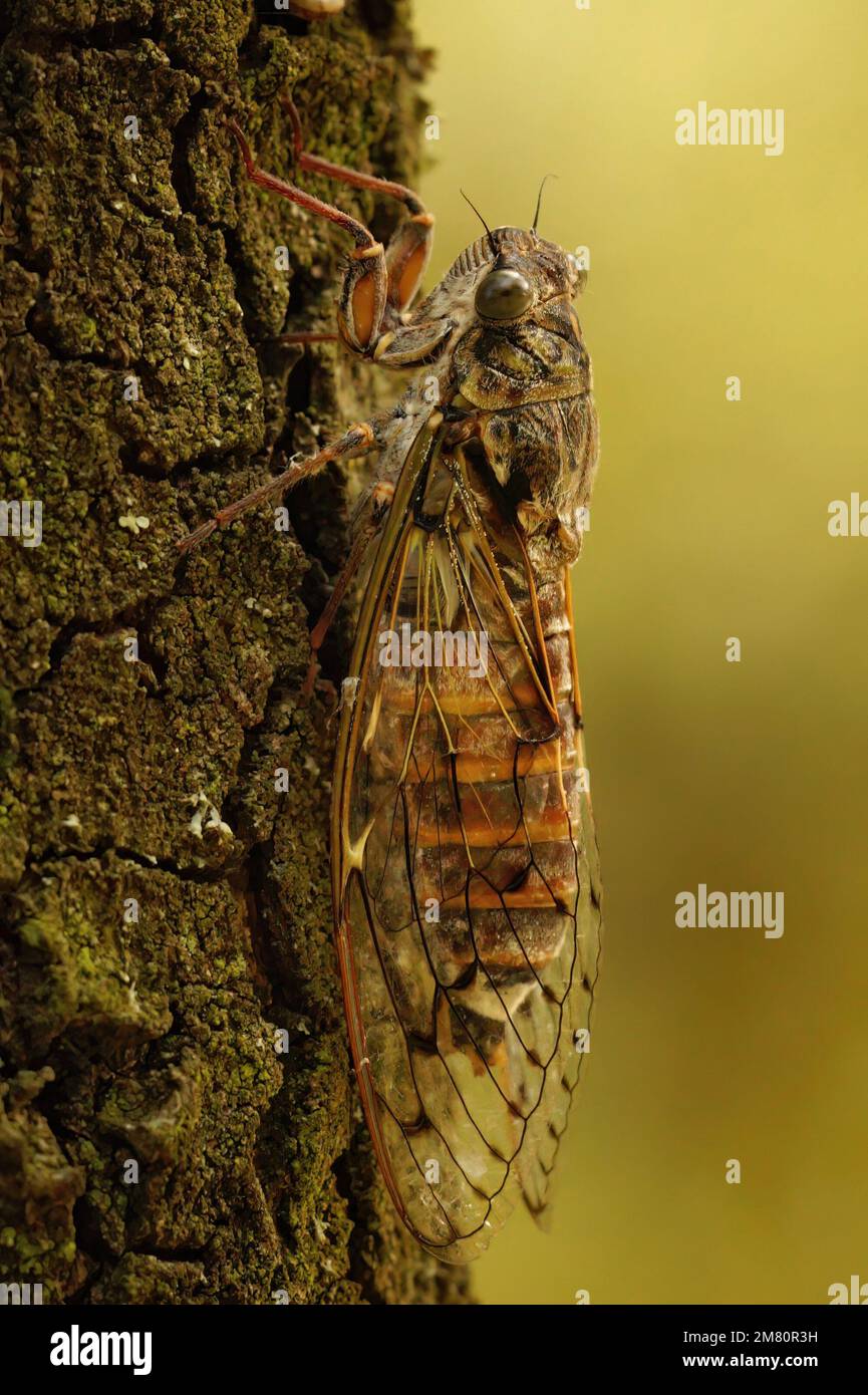 Natural closeup on a large European mediterranean tree-cricket, Cicada ...