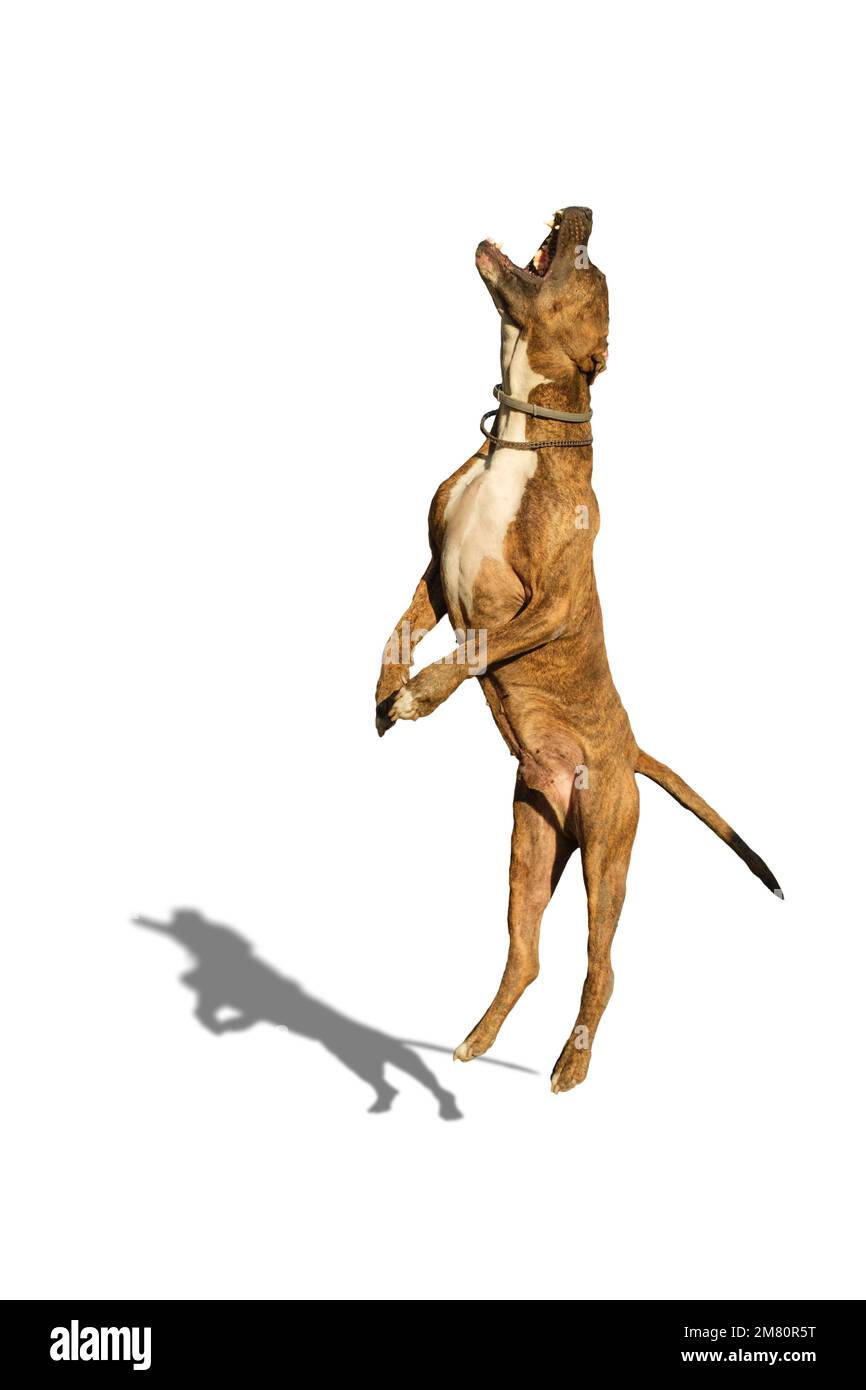 Jumping pit bull on a white background with shadow Stock Photo - Alamy