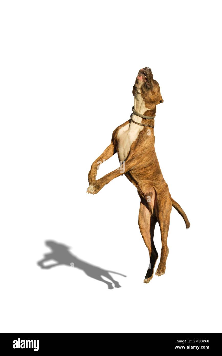Jumping pit bull on a white background with shadow Stock Photo - Alamy