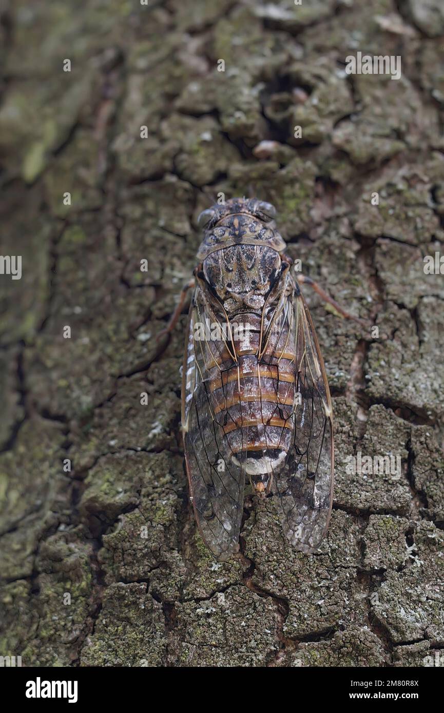 Natural closeup on a large European mediterranean tree-cricket, Cicada ...