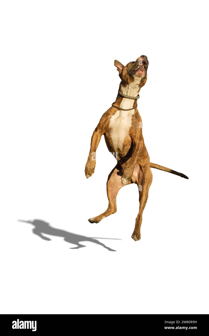 Jumping pit bull on a white background with shadow Stock Photo - Alamy