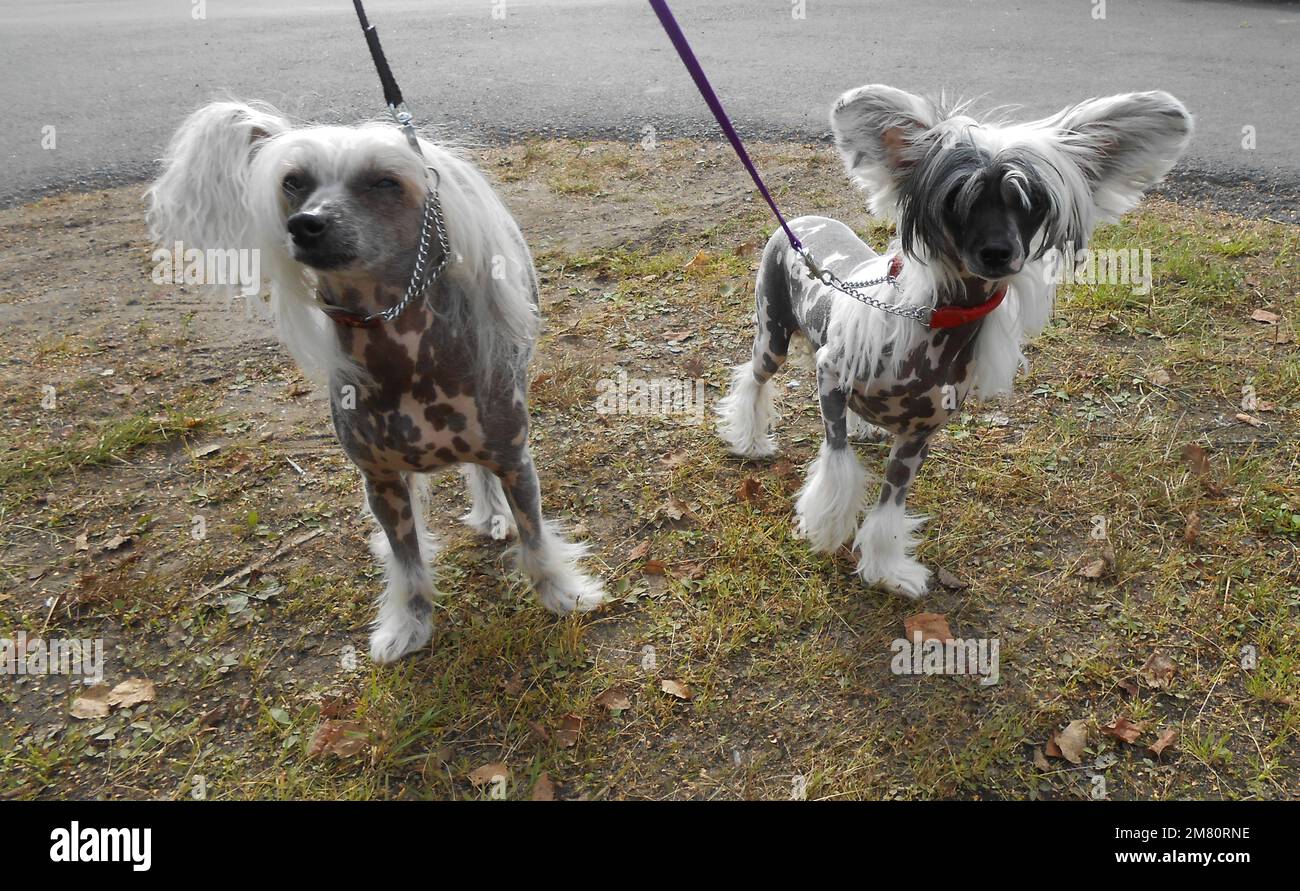 Exotic dog breed hi-res stock photography and images - Alamy