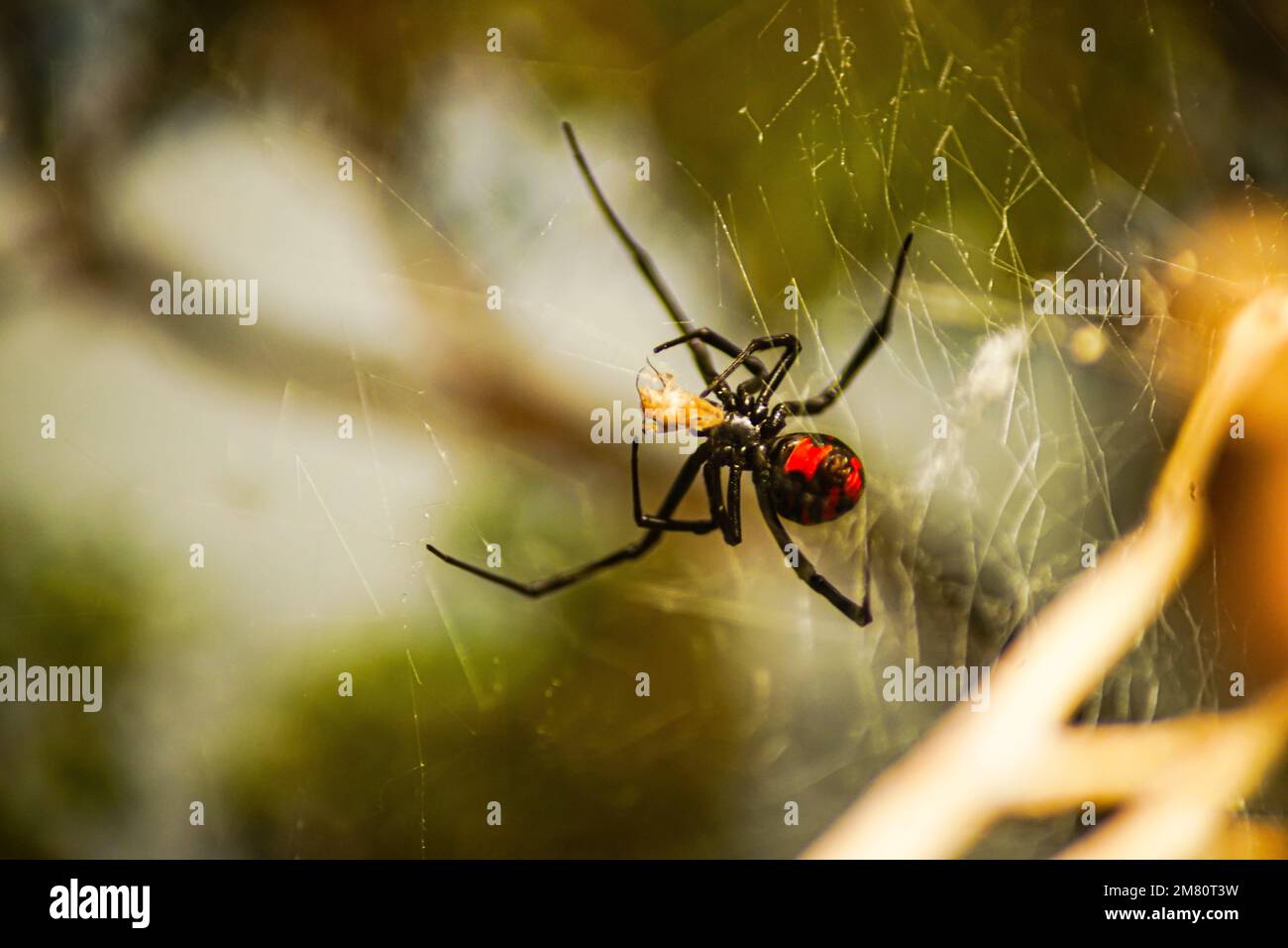 Southern black widow hi-res stock photography and images - Alamy