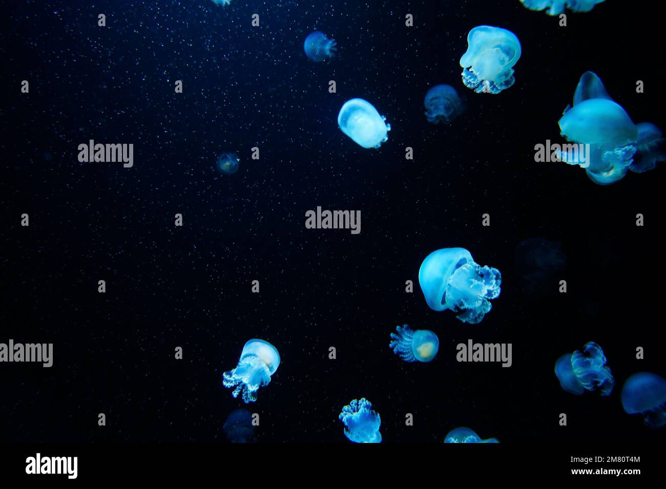 A beautiful blue jellyfish texture background Stock Photo - Alamy