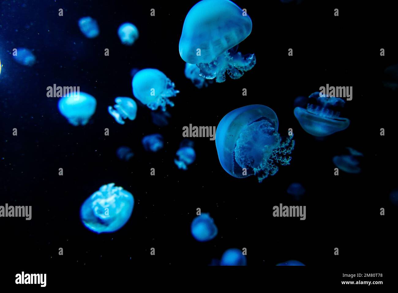 A beautiful underwater view of blue jellyfish- perfect for background ...