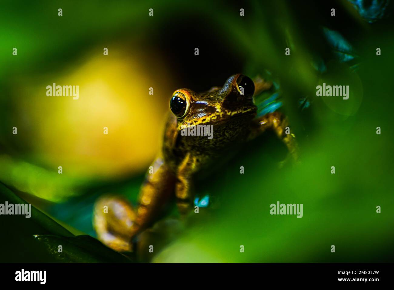 Frog habitat protection hi-res stock photography and images - Alamy