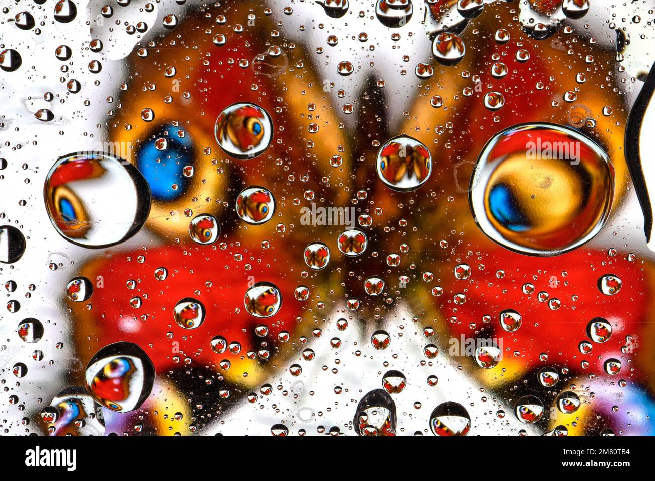 A butterfly visible through glass full of water drops Stock Photo - Alamy