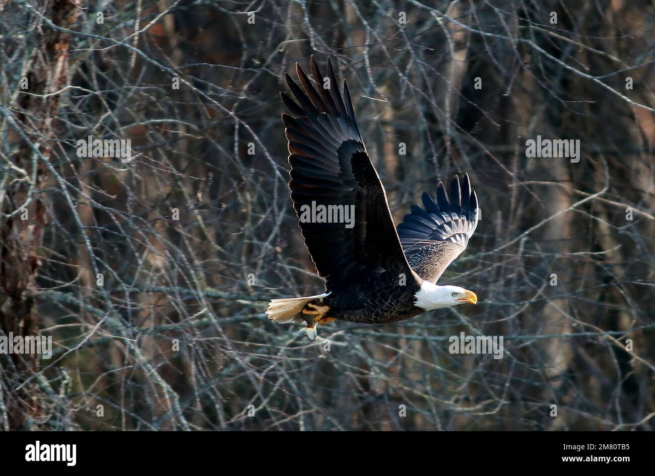 Moncure, North Carolina, USA. 11th Jan, 2023. An adult Bald Eagle flies ...