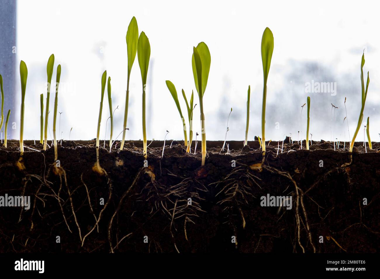 Young corn shoots hi-res stock photography and images - Alamy