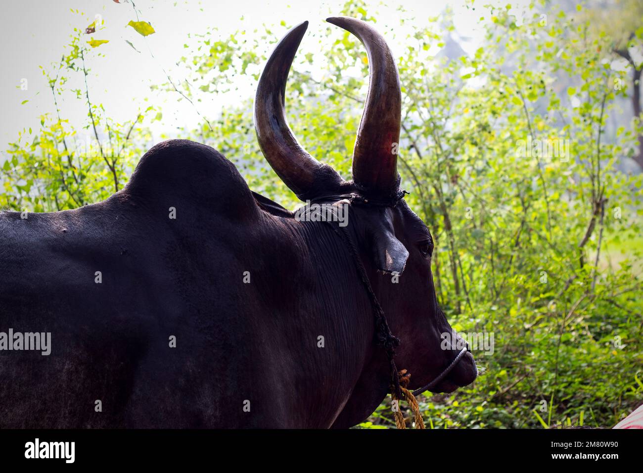 Angry asian Indian muscle body bull with sharp curved horn harvesting ...