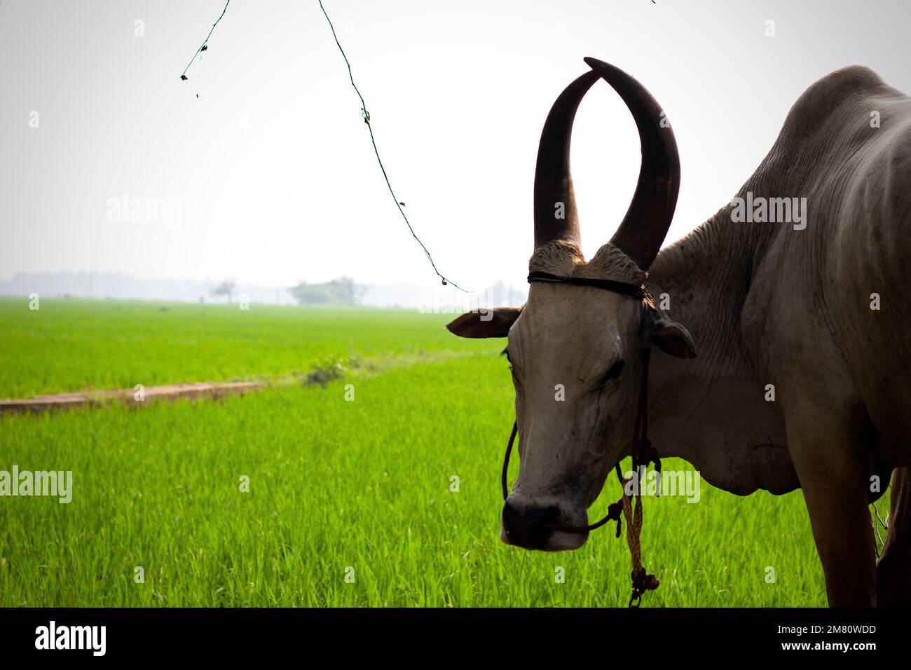 Angry asian Indian muscle body bull with sharp curved horn harvesting ...