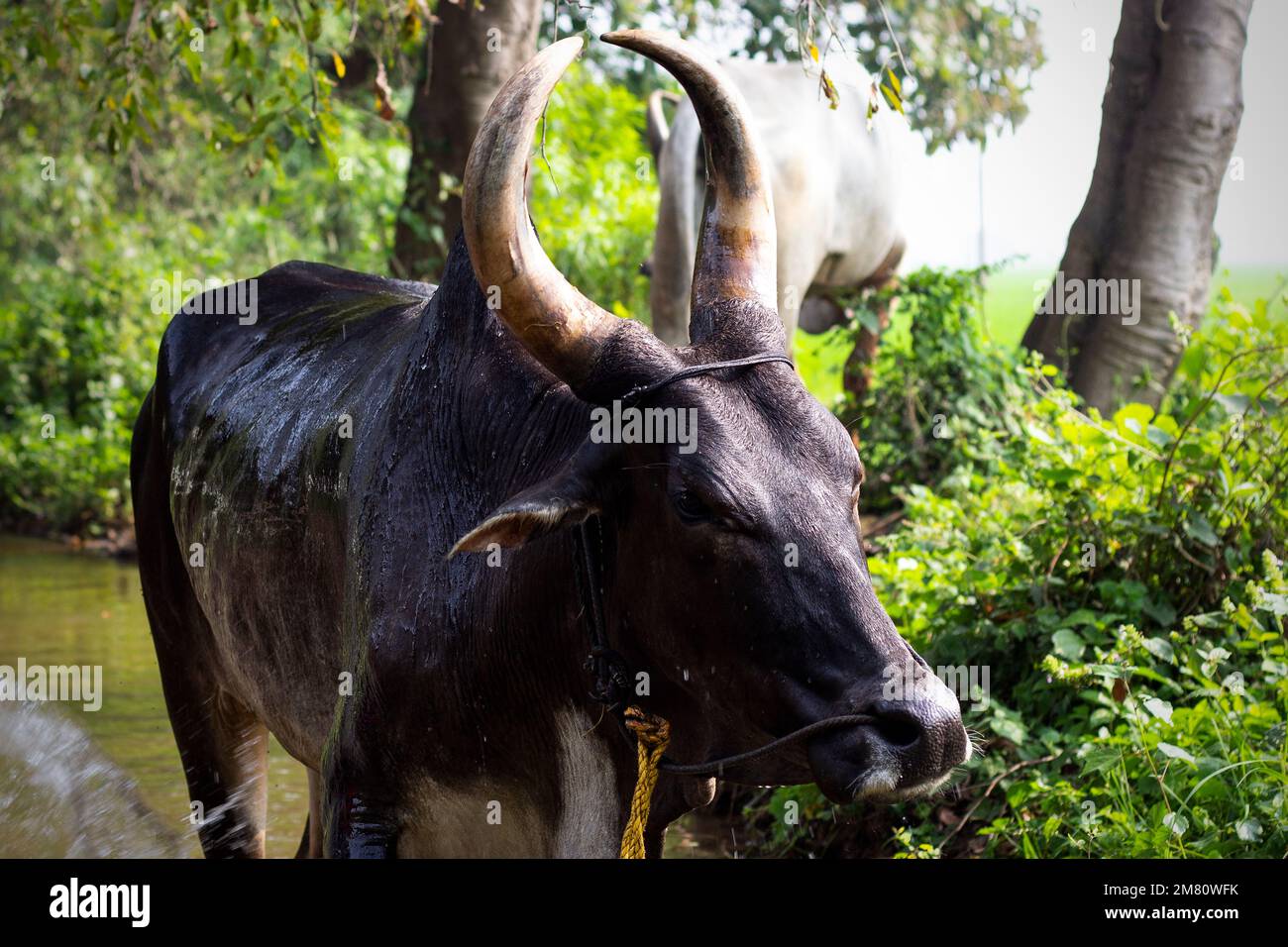 Angry asian Indian muscle body bull with sharp curved horn harvesting ...