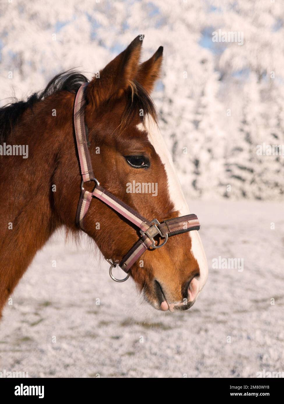 Young sport horse with halter on winter paddock in equine center ...