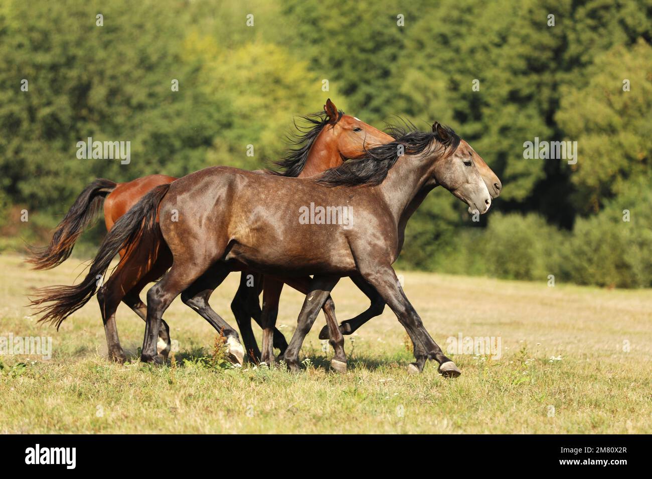 Herd of young sport stallions galloping on pasture during summer ...
