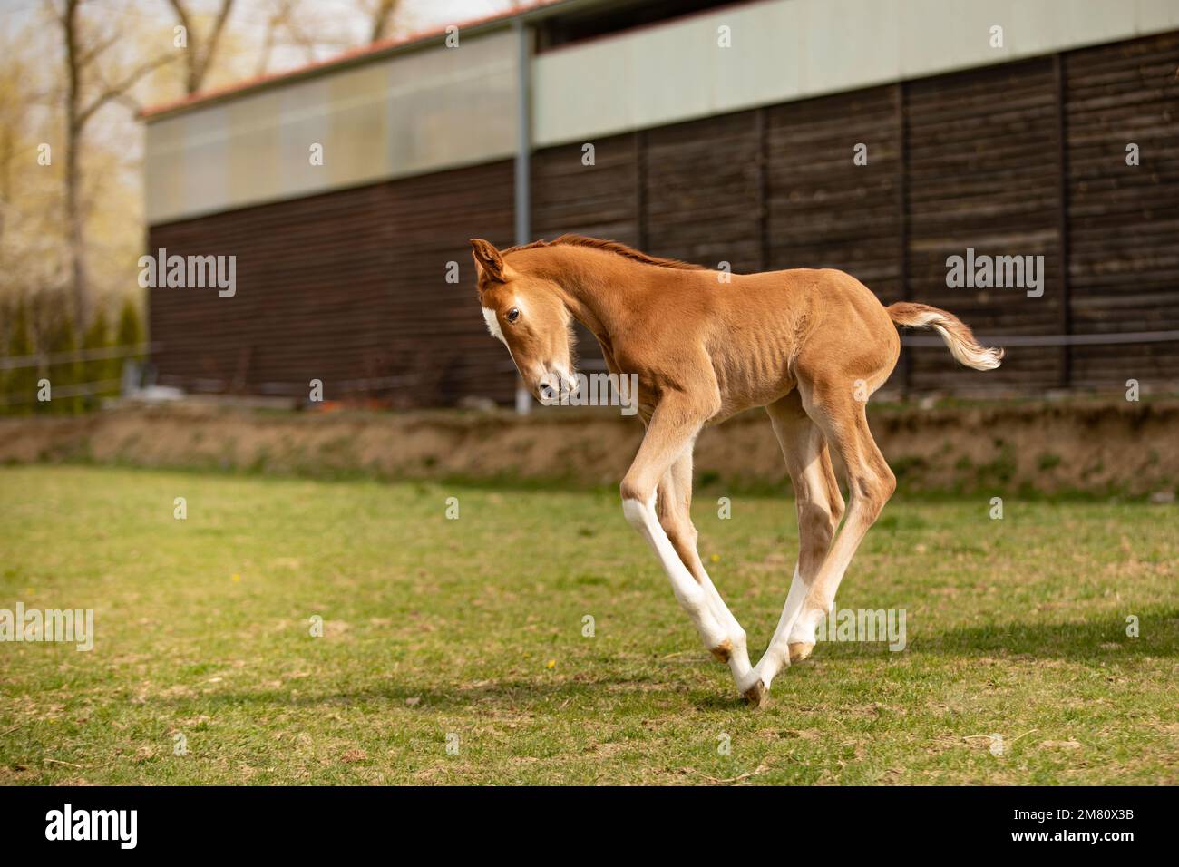 Three days old foal first time on green grass, having fun on meadow ...