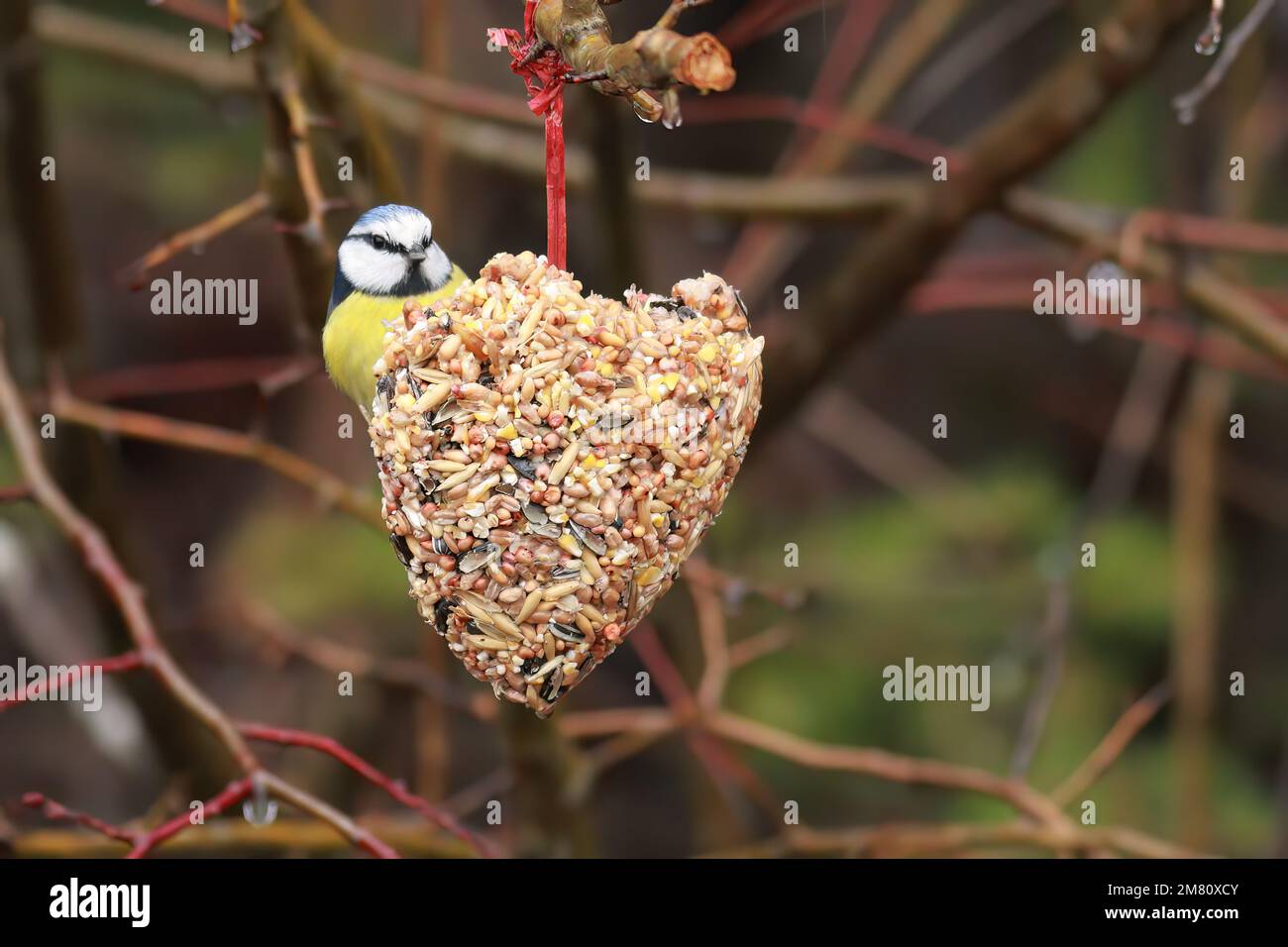 blue titmouse hiding behind a piece of bird food Stock Photo - Alamy