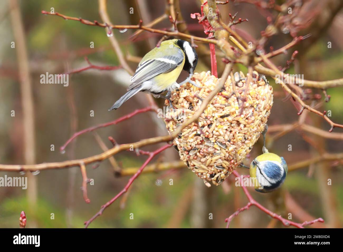 blue titmouse and a great titmouse eating together bird food Stock ...