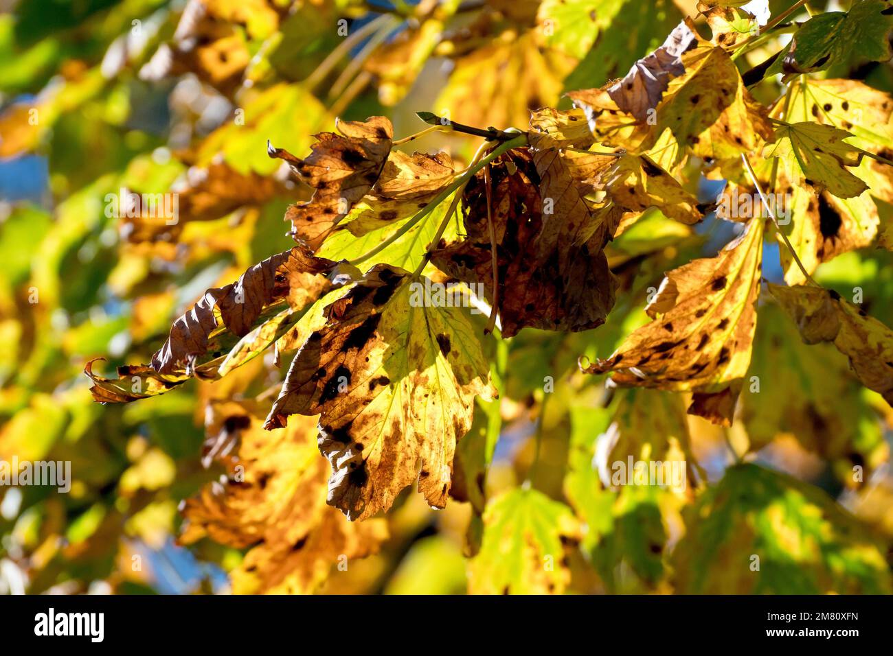 Sycamore (acer pseudoplatanus), close up showing back lit leaves ...