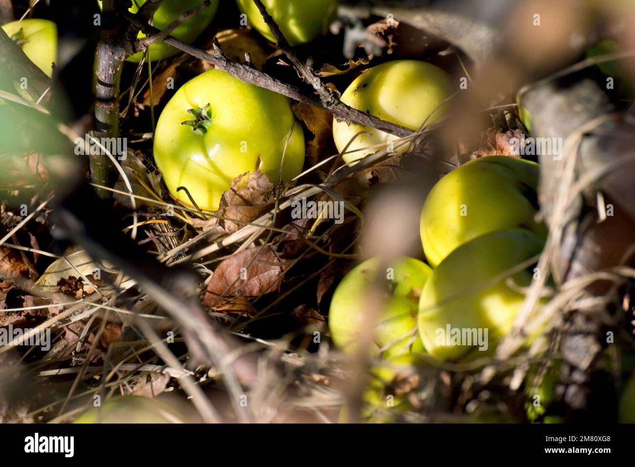 Crab Apple (malus sylvestris), close up of several small wild apples ...