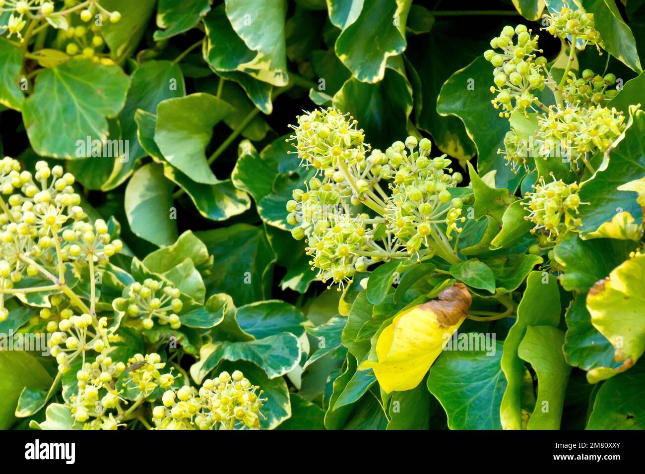 Ivy (hedera helix), close up showing the greenish-yellow flowers of the ...