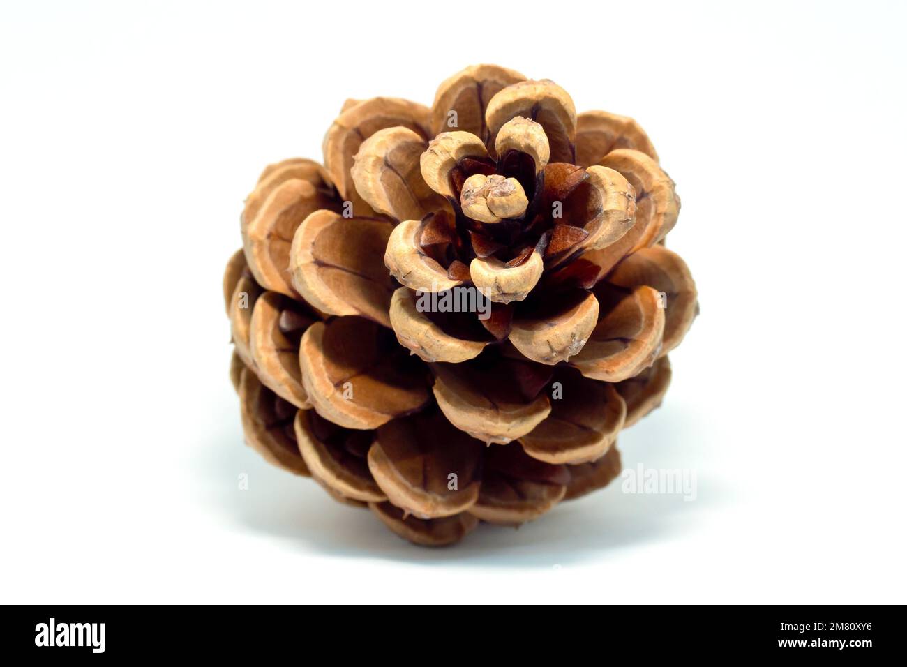 Scots pine cones Cut Out Stock Images & Pictures - Alamy