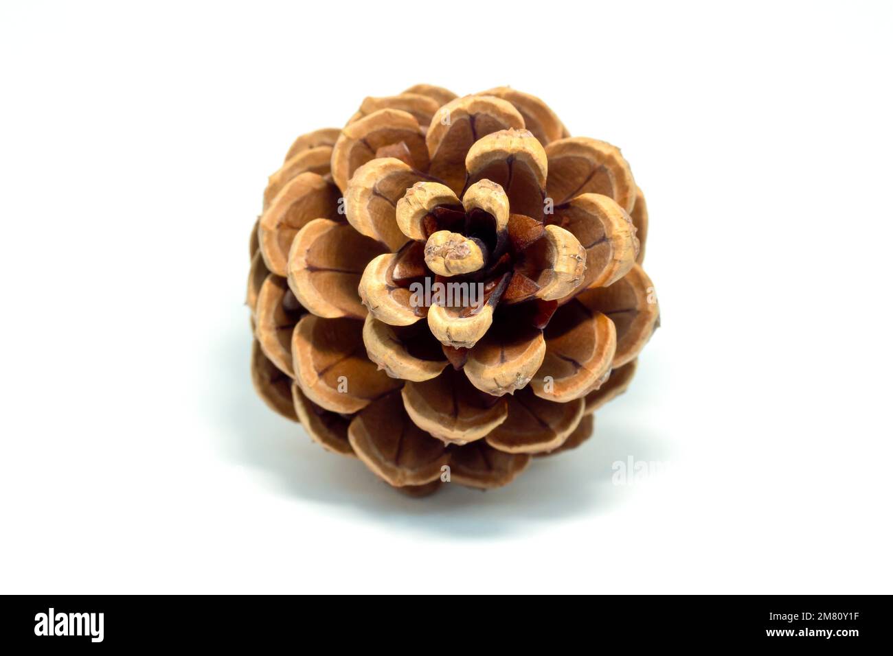 Scot's Pine (pinus sylvestris), close up of a pine cone isolated ...