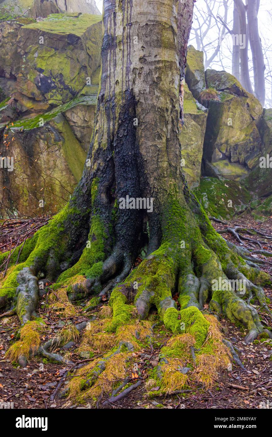 Lichen of tree bark and rocks hi-res stock photography and images - Alamy
