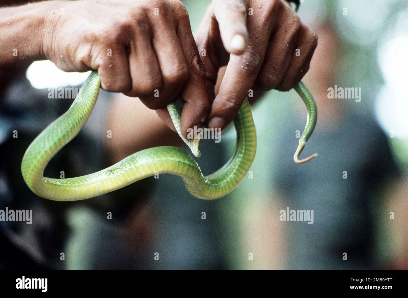 A member of the Royal Thai Army Special Forces (RTASF) uses a live ...