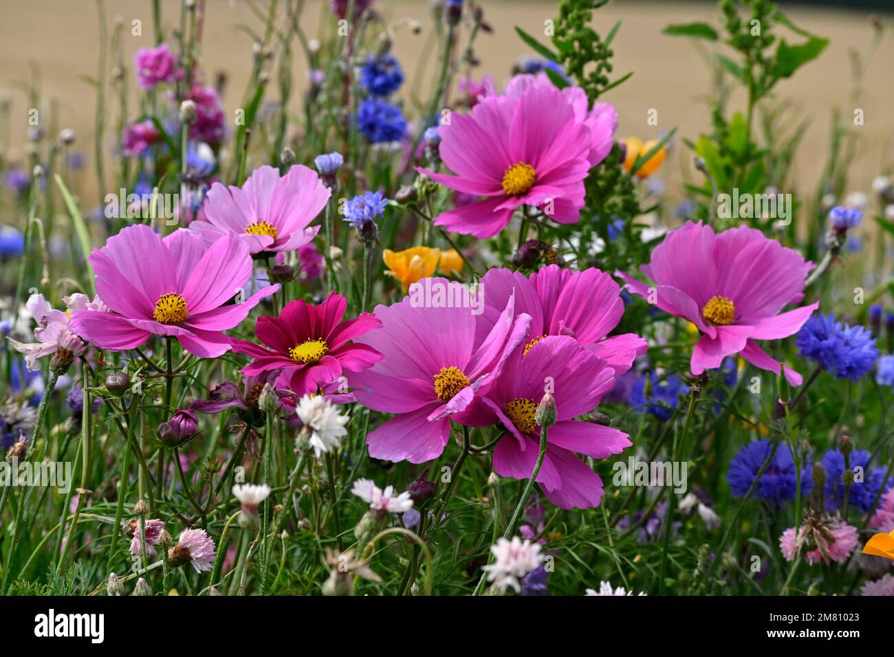 English england countryside landscape wild flowers flora hi-res stock ...