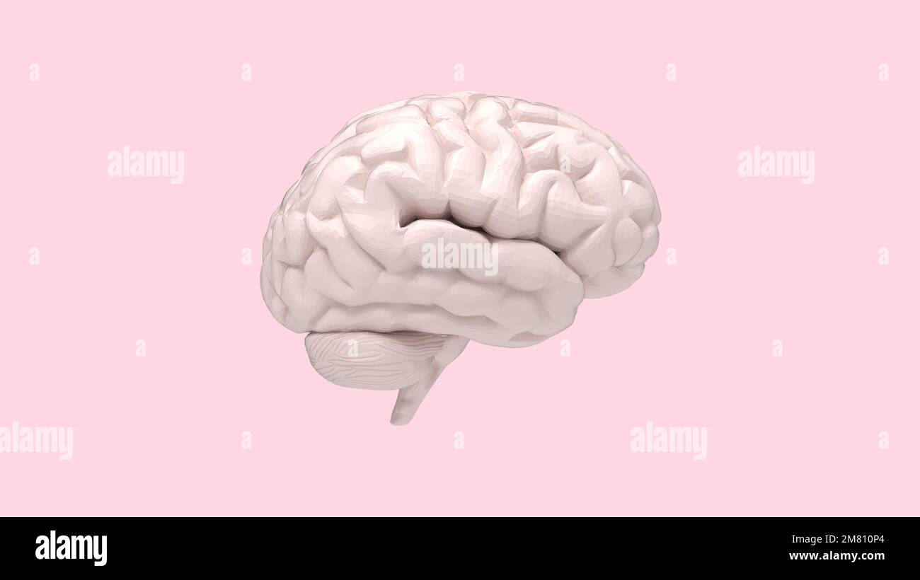 3D rendering of human mind, 3d render illustration model. Mind model ...