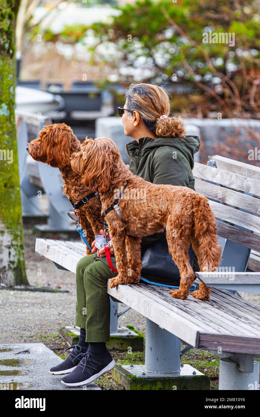 Two dogs sitting hi-res stock photography and images - Alamy