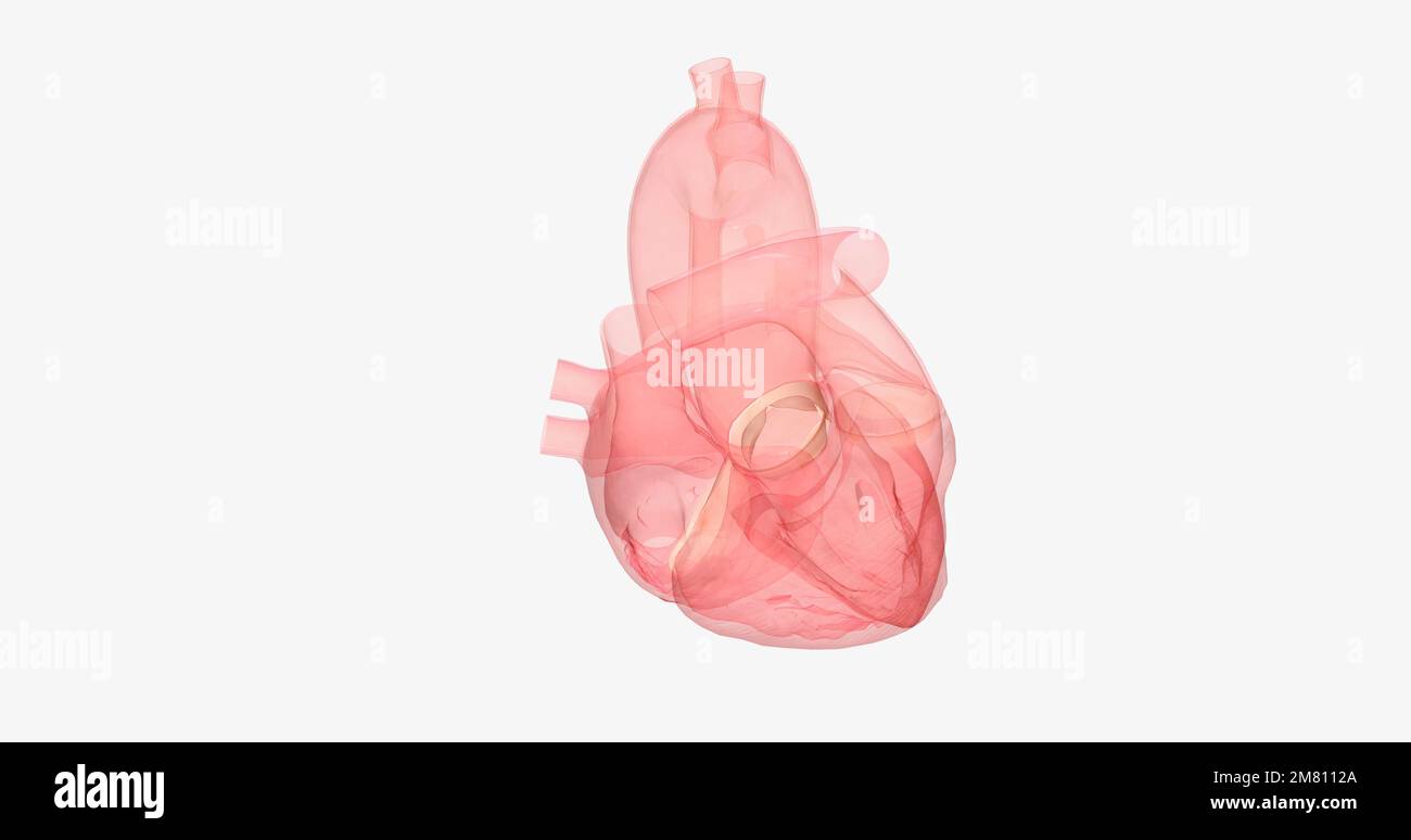 Cardiac muscle contraction Cut Out Stock Images & Pictures - Alamy