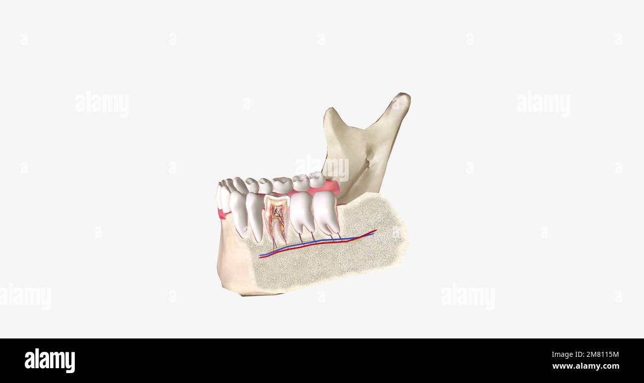 Sharp dentition hi-res stock photography and images - Alamy