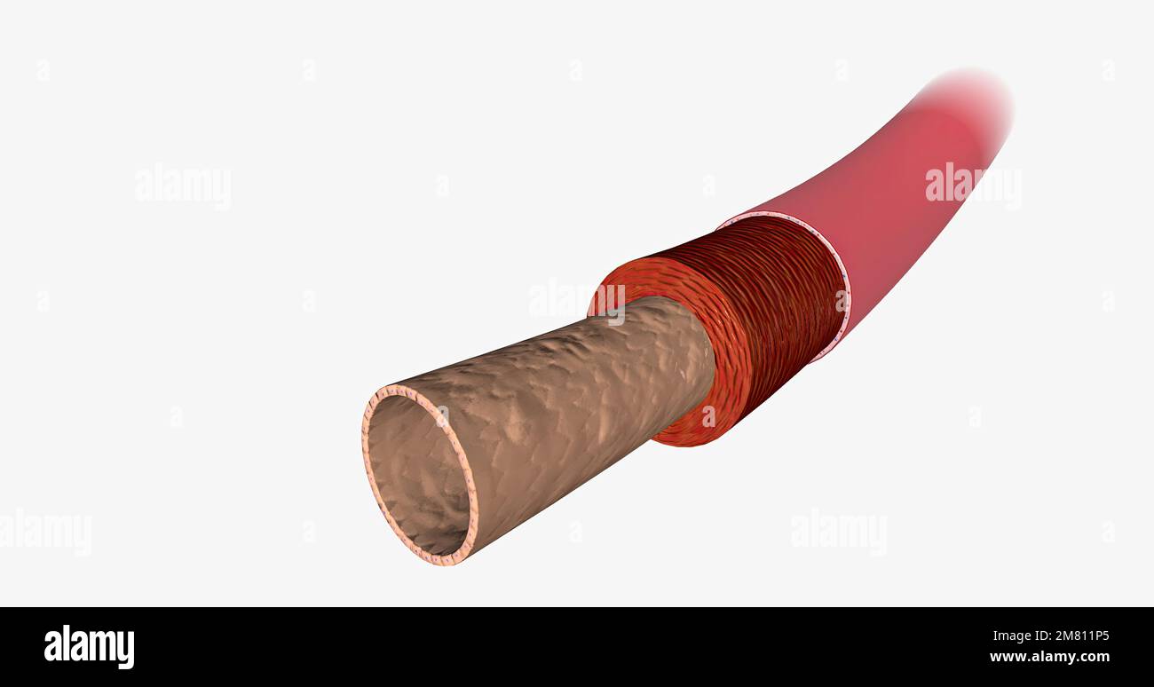 Innermost Cut Out Stock Images & Pictures - Alamy