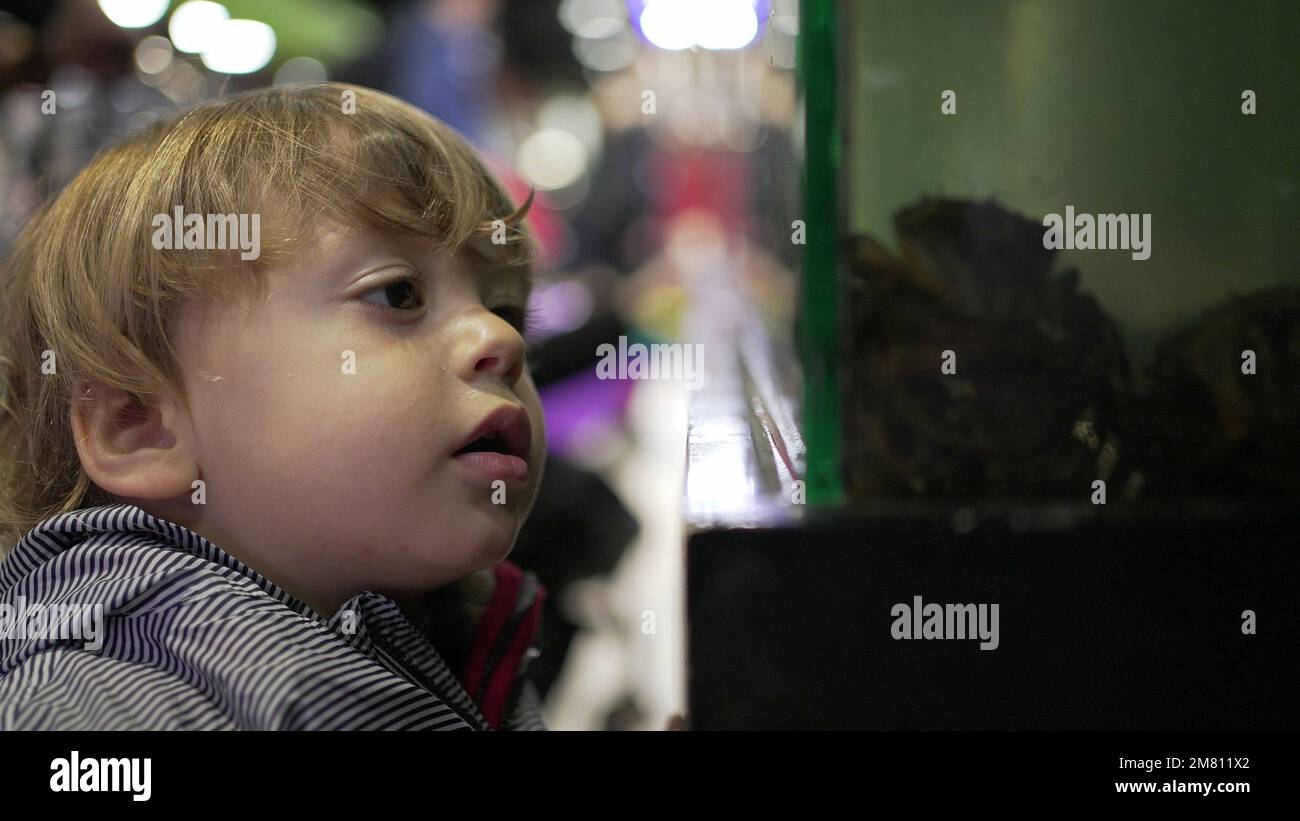 Toddler child obsering aquarium. Kid staring inside aquarium at store ...