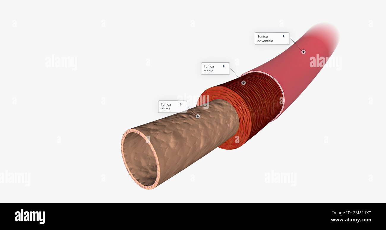 Intima layer hi-res stock photography and images - Alamy