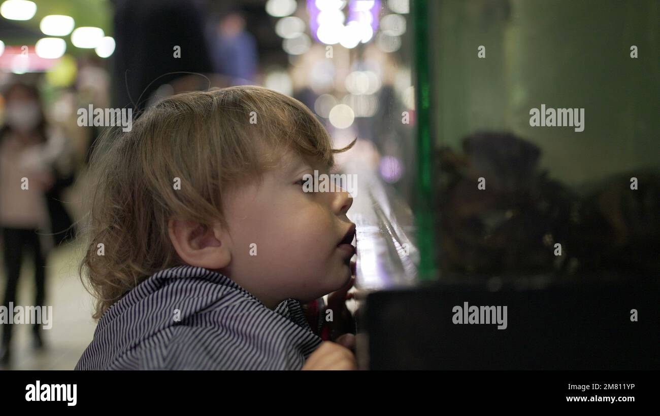 Toddler child obsering aquarium. Kid staring inside aquarium at store ...