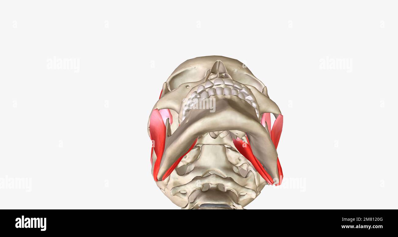 Pterygoid hi-res stock photography and images - Alamy