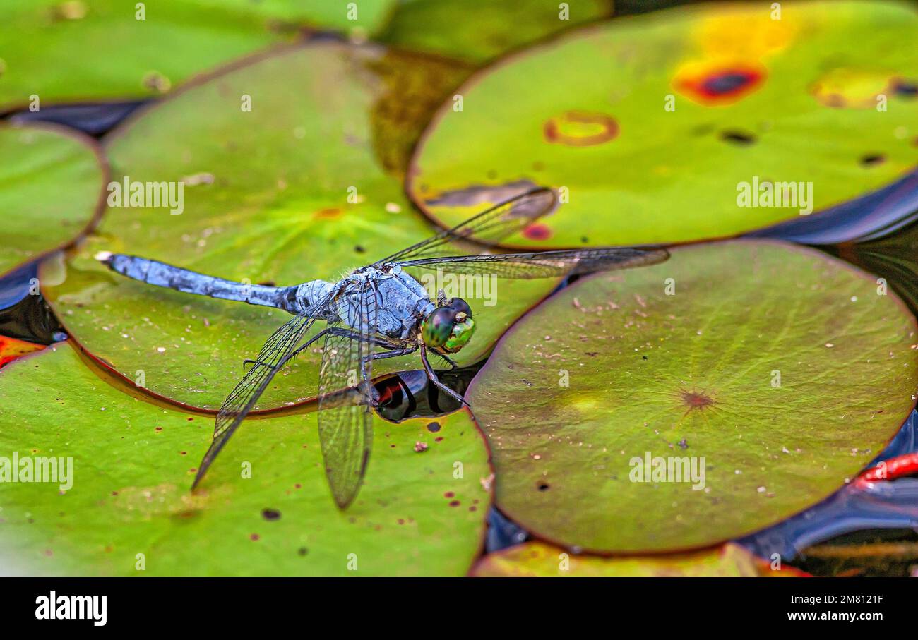 Dragonfly is an insect belonging to the order Odonata, infraorder ...