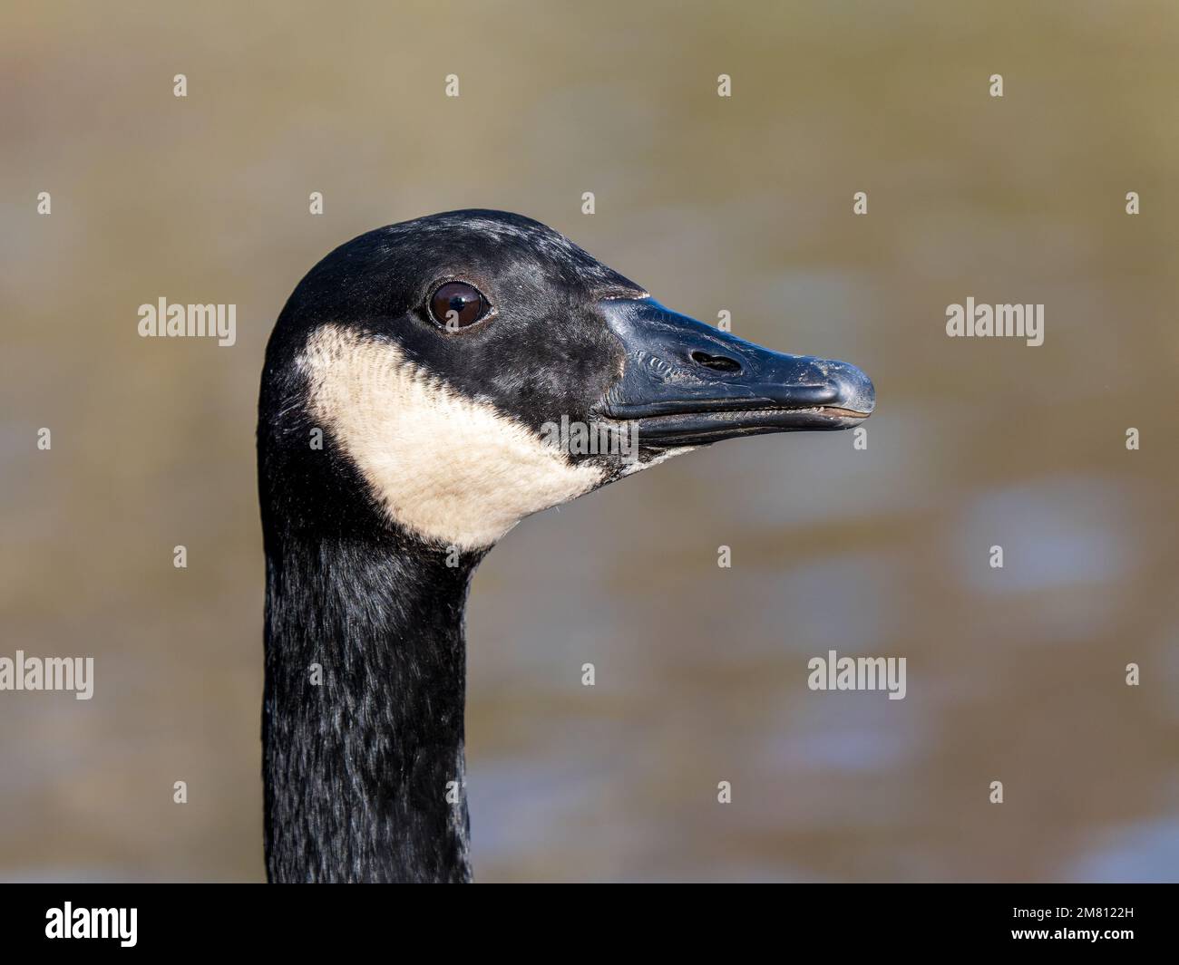 Canada goose head canadensis london hi-res stock photography and images ...