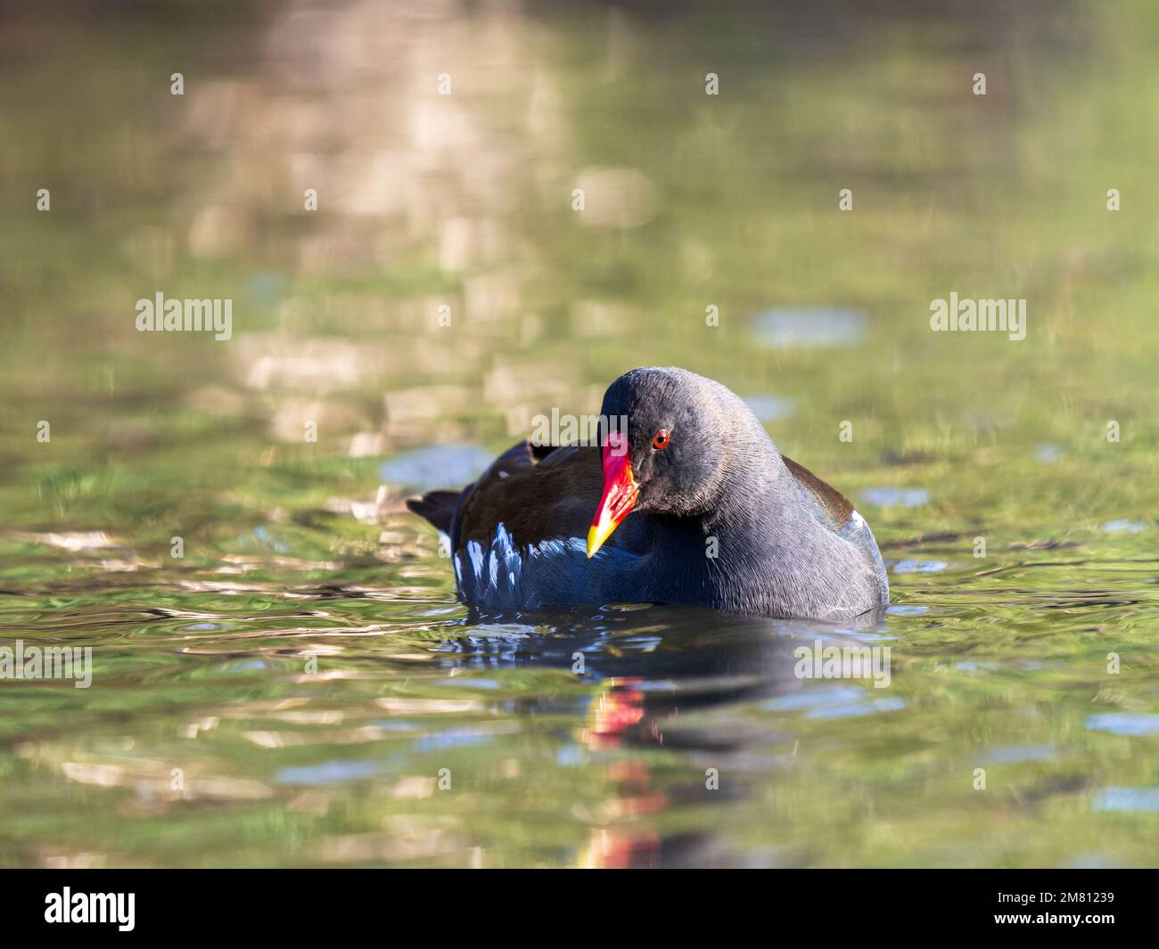 Beckenham swimming lake hi-res stock photography and images - Alamy