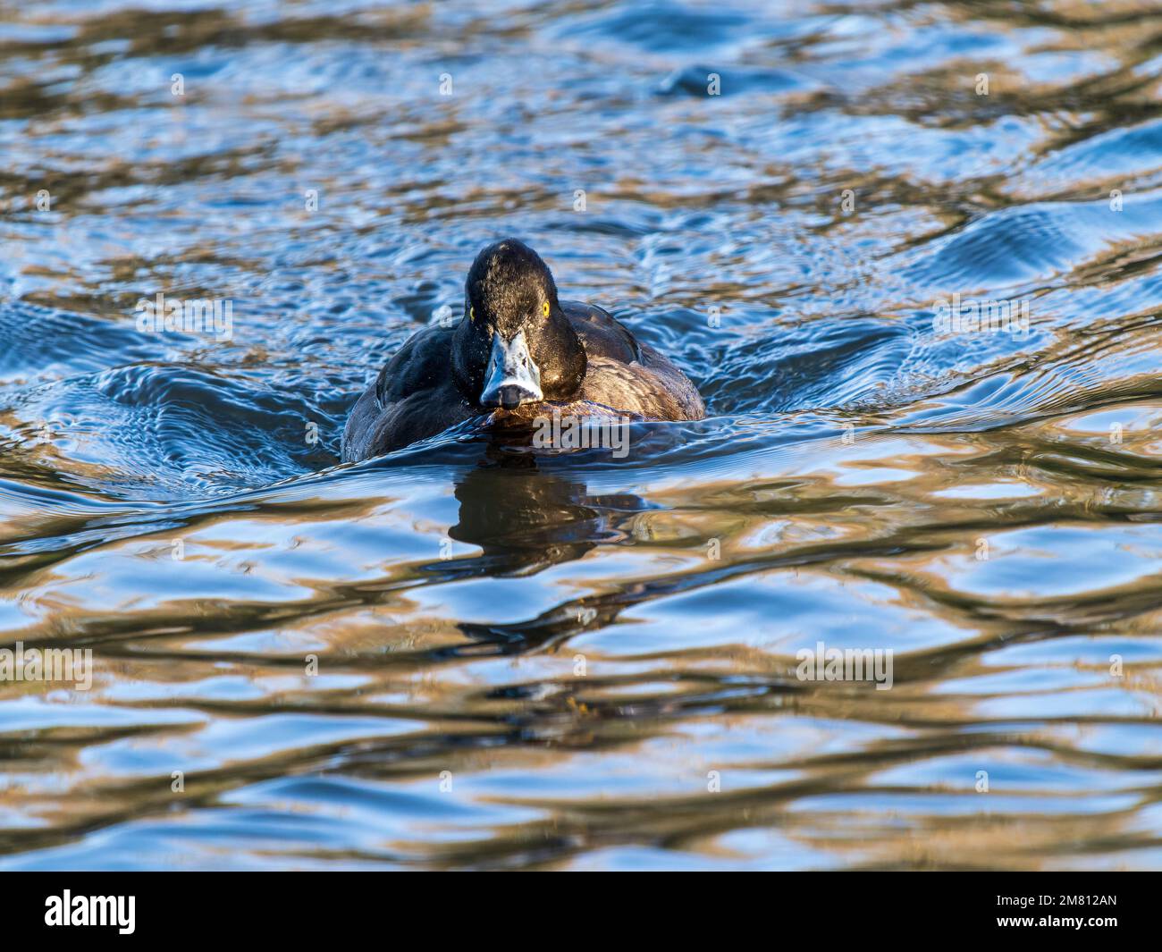 Beckenham swimming lake hi-res stock photography and images - Alamy