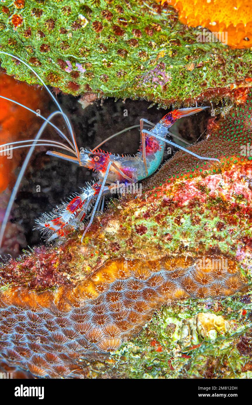 Stenopus hispidus is a shrimp-like decapod crustacean belonging to the ...