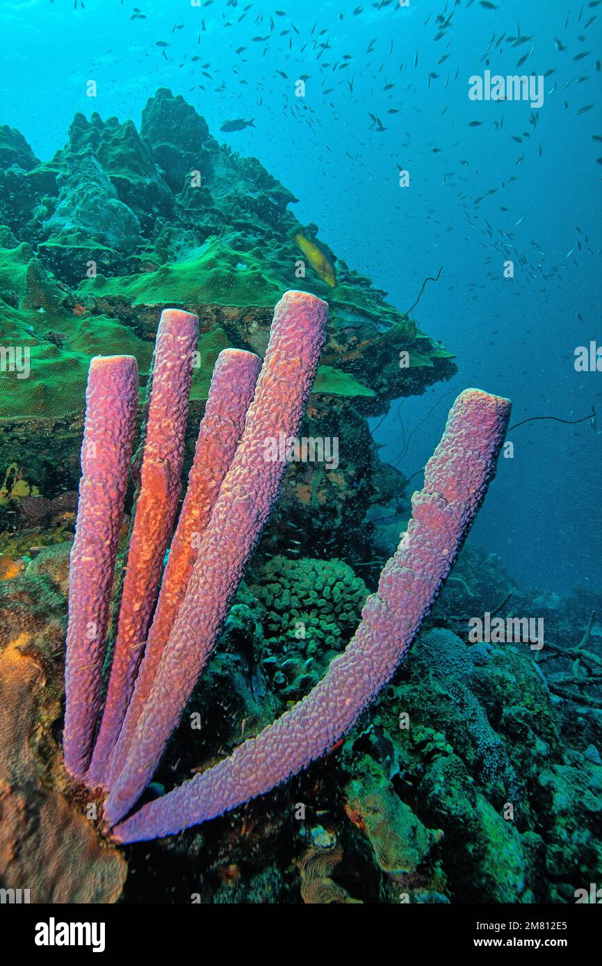 Cylindrical coral structure hi-res stock photography and images - Alamy